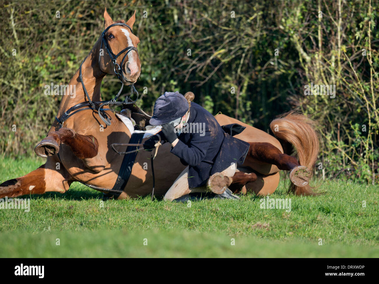 A female horse rider following the Berkeley Hunt falls after jumping ...