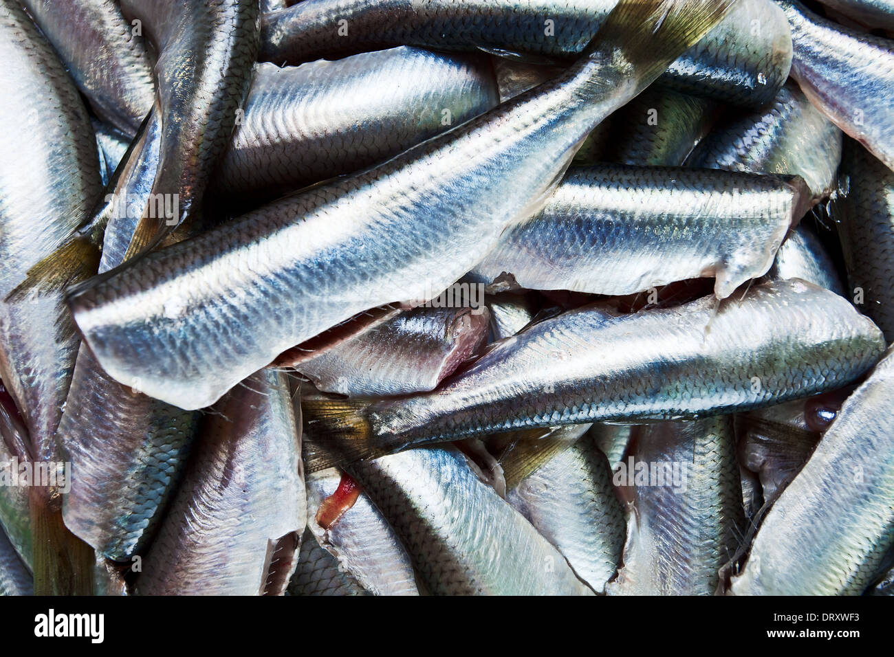 Anchovy processing hi-res stock photography and images - Alamy