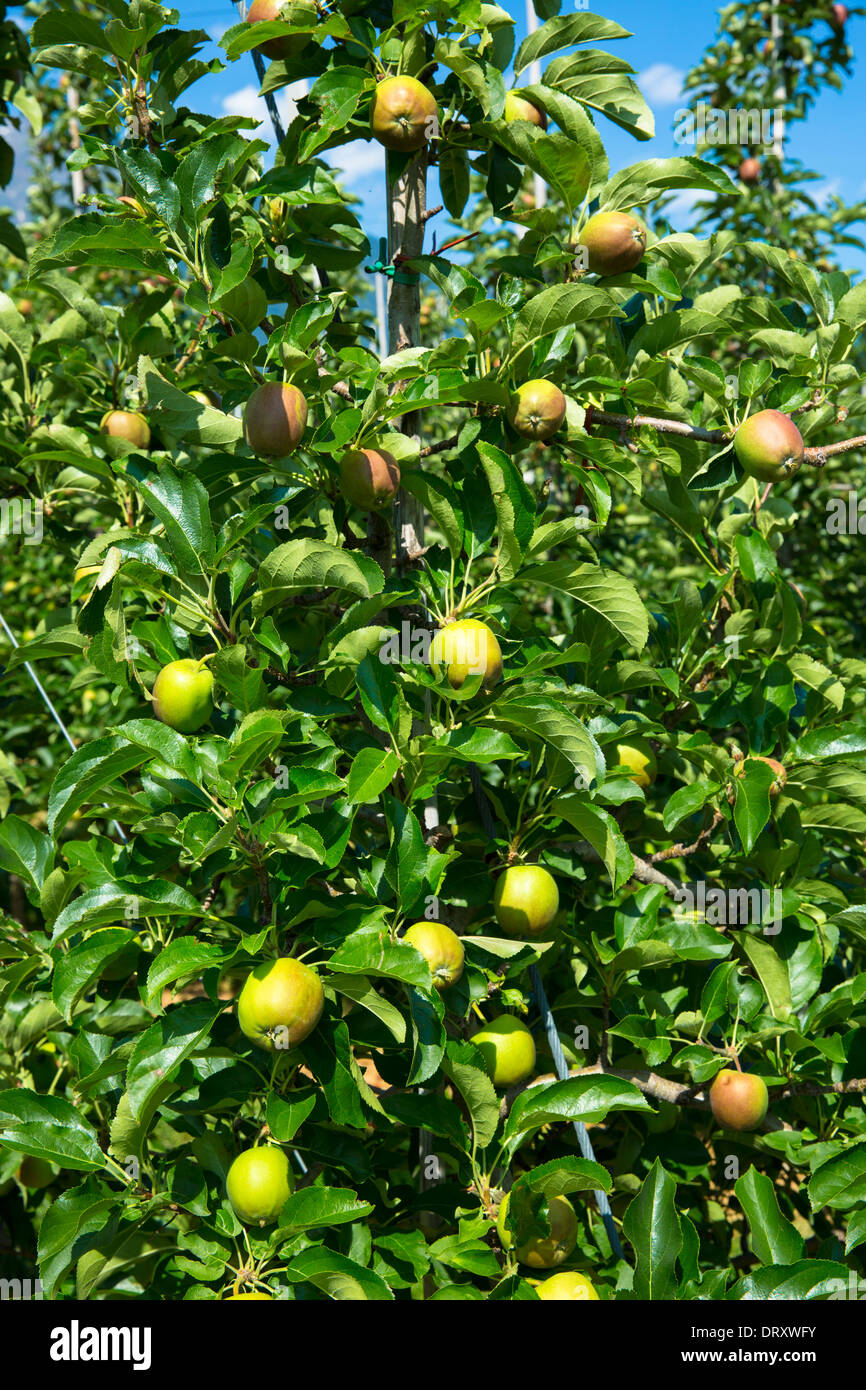 Italian Orchard High Resolution Stock Photography and Images - Alamy