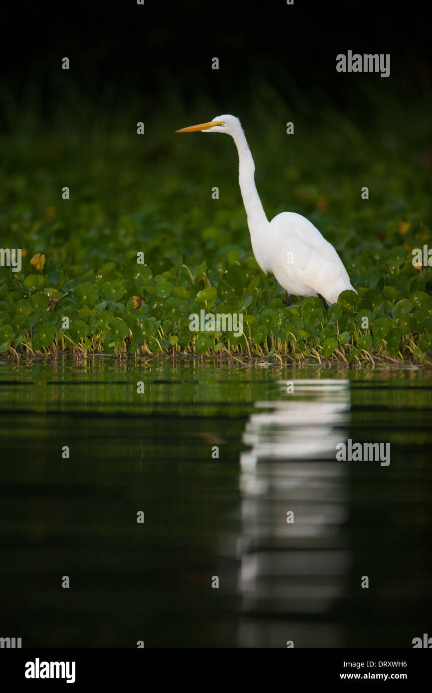 Great Egret and reflection at the riverside of Rio Chagres, Soberania ...