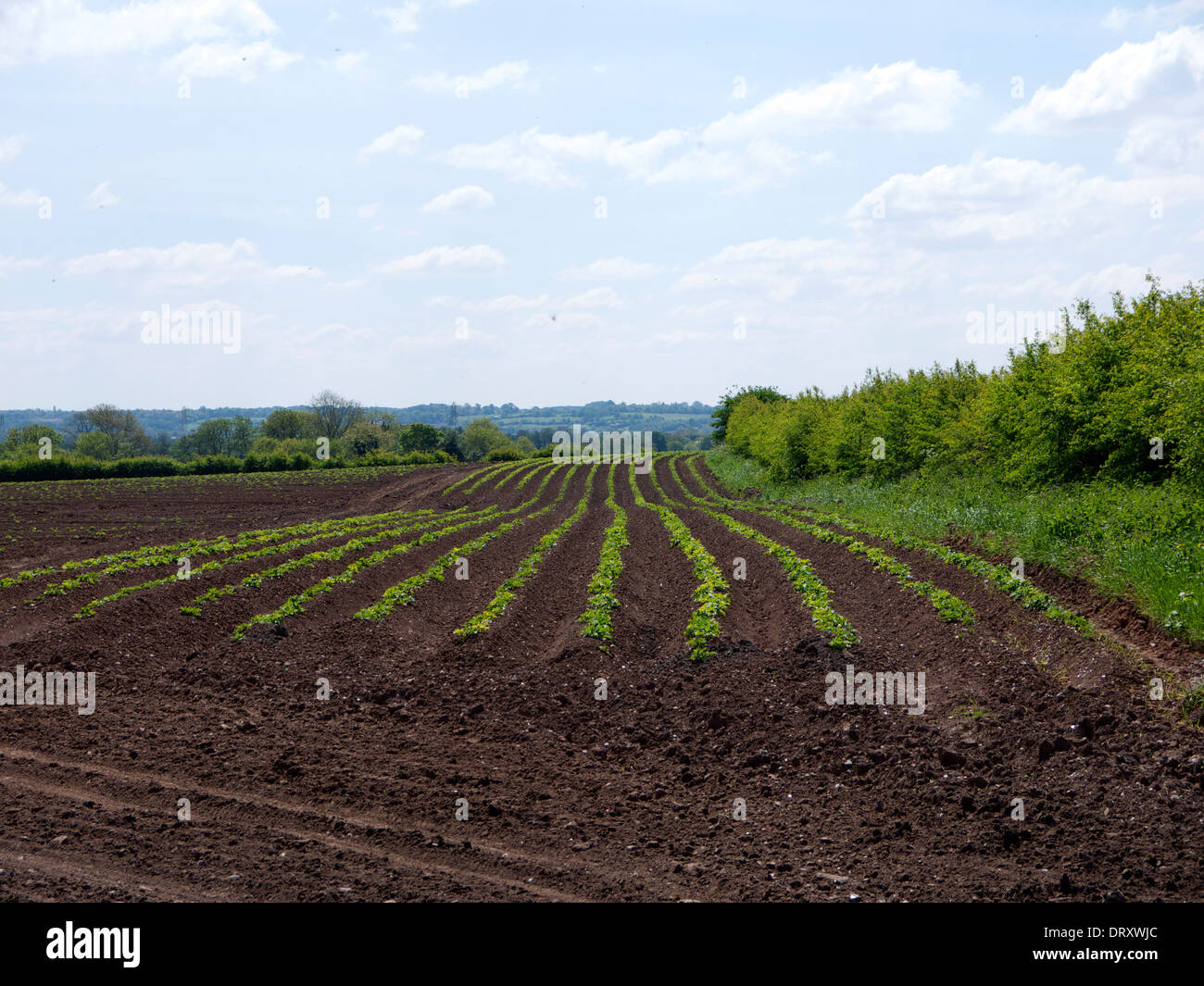 Farmers fields showing the crops all in a line Stock Photo - Alamy