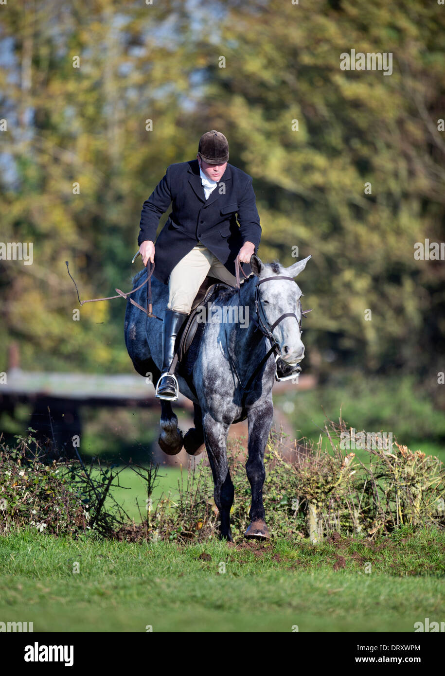 Horse jumping hedge hi-res stock photography and images - Alamy