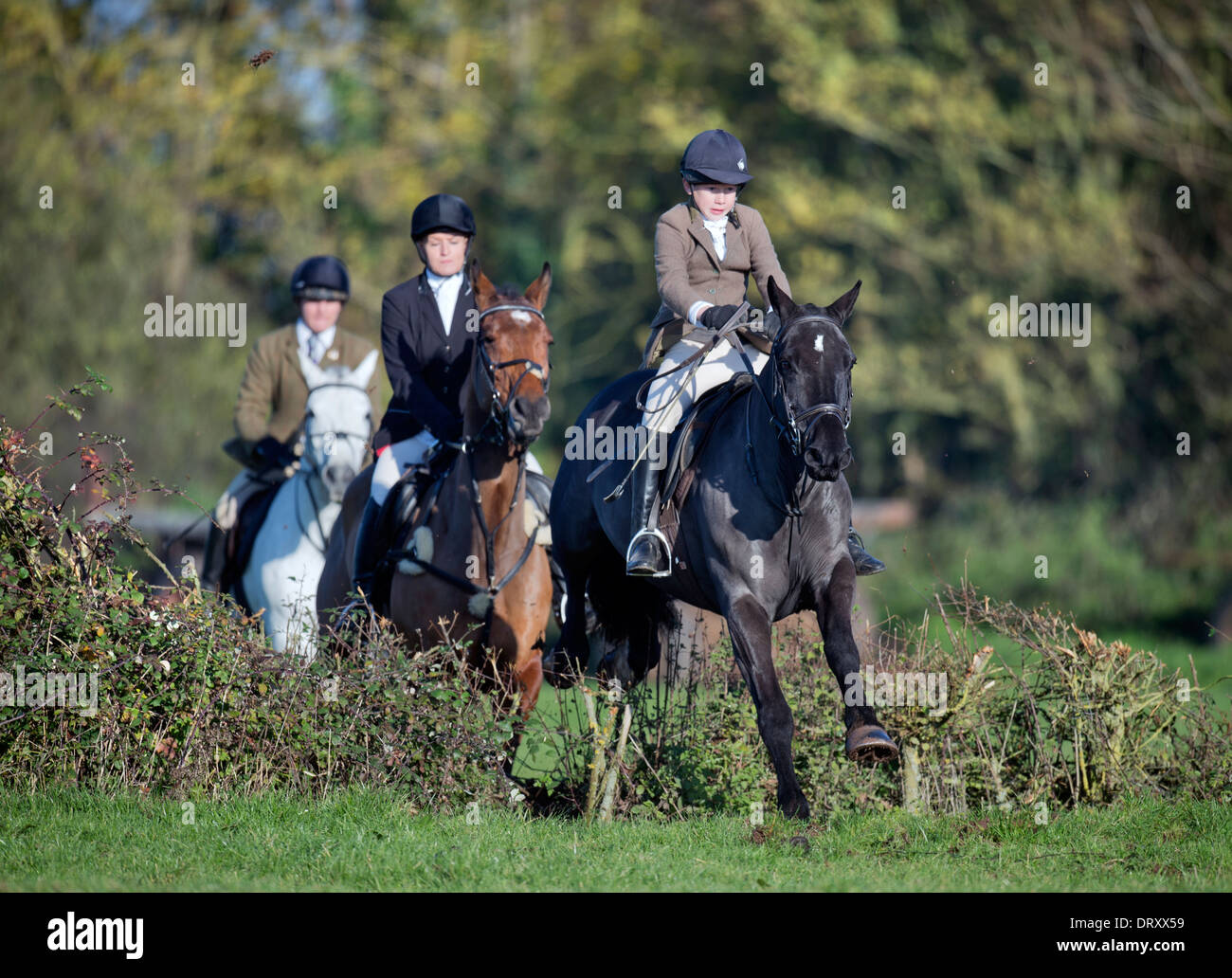 A young horse rider following the Berkeley Hunt jumps a hedge during a ...