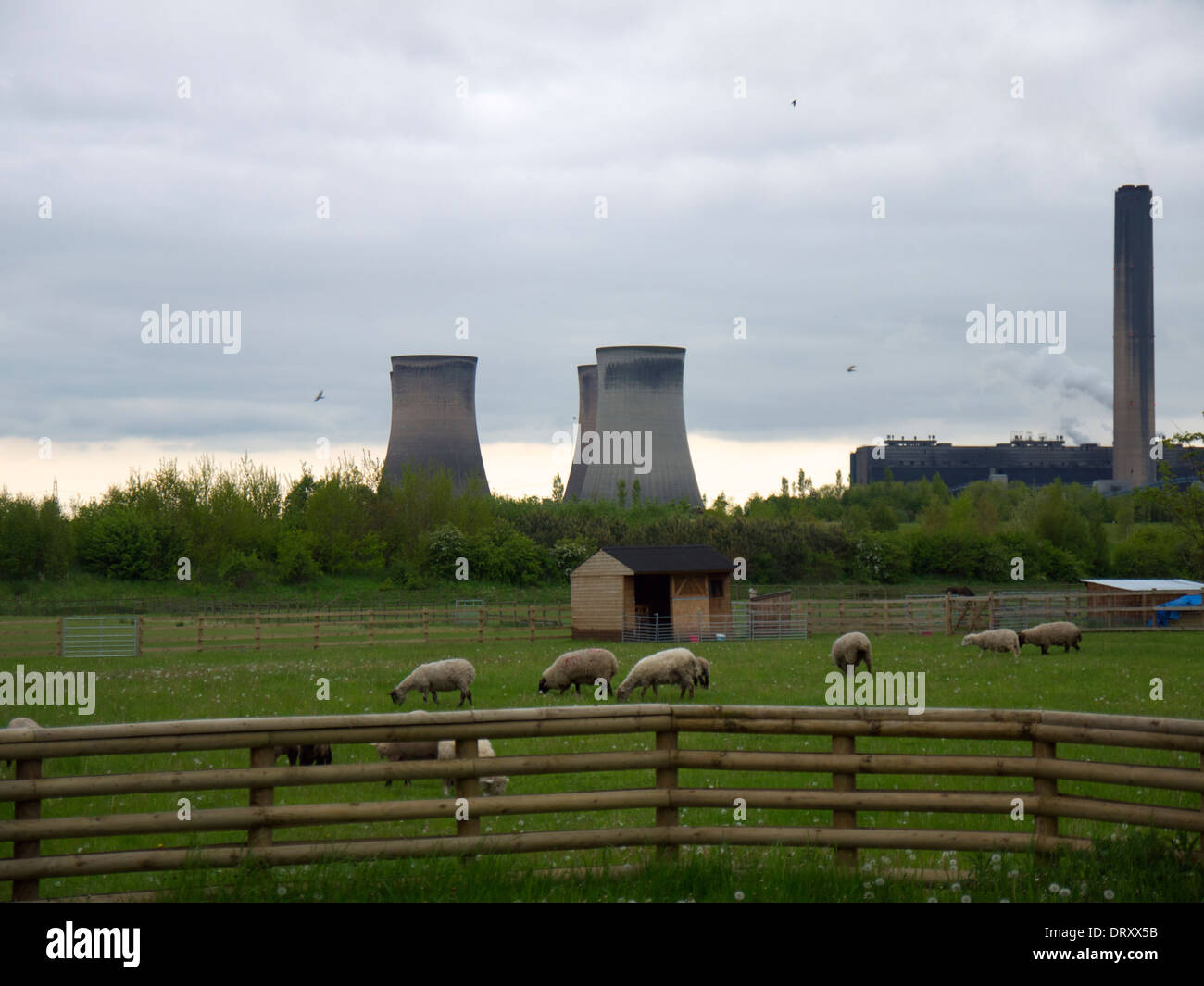 Sheep grid hi-res stock photography and images - Alamy