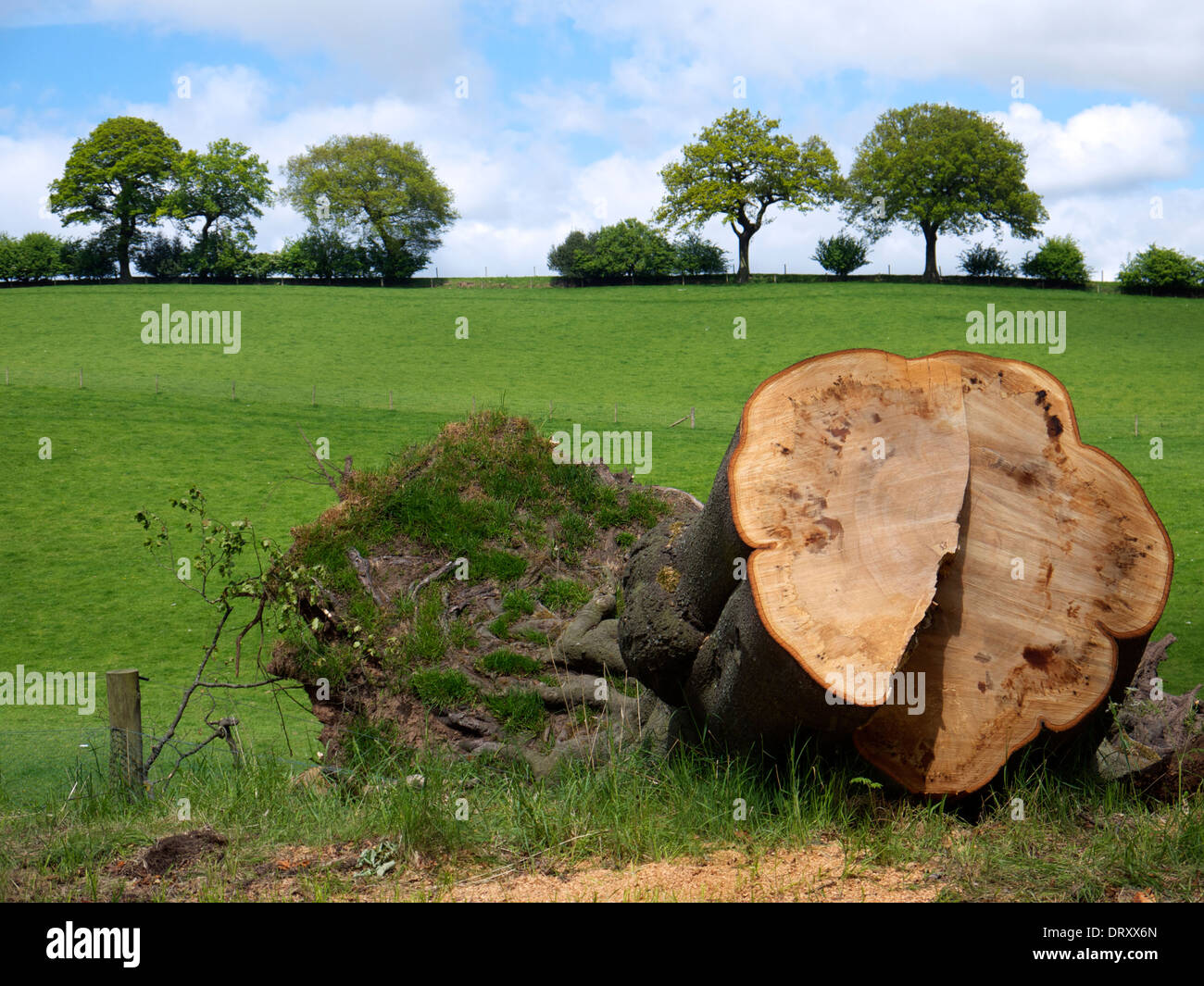 Partly fallen tree hi-res stock photography and images - Alamy