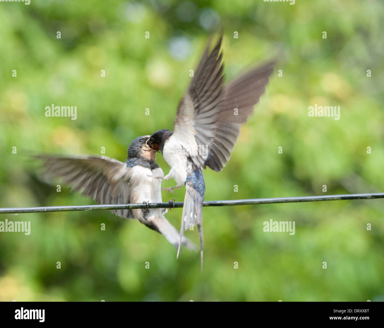 Swallow, feeding, fledgling, on, the, wing Stock Photo - Alamy