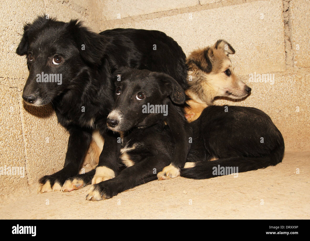 Rescue Puppies litter Stock Photo - Alamy