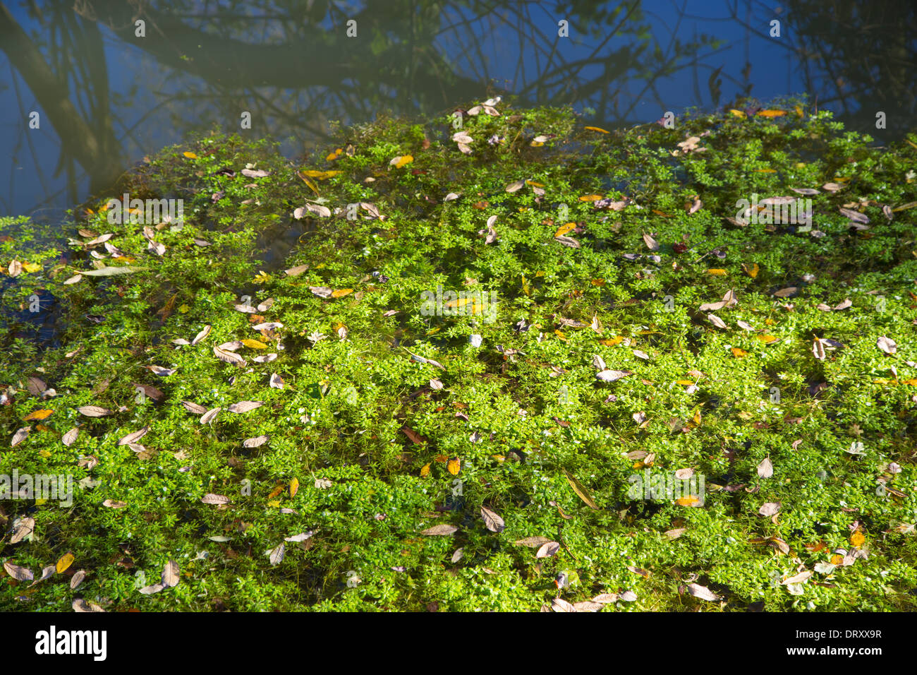 Leaves floating on the River Thames Stock Photo - Alamy