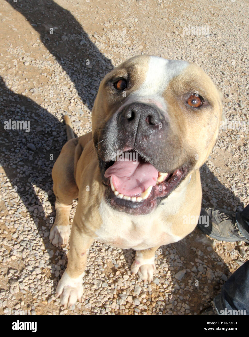 Rescue American staff Dog Stock Photo - Alamy