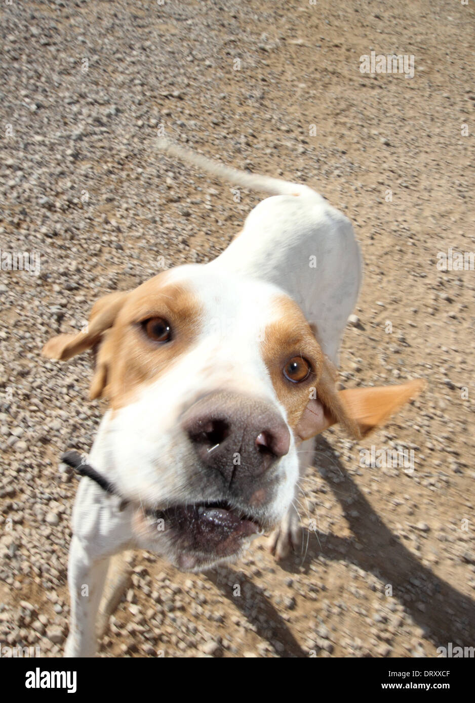 Canine rescue hi-res stock photography and images - Alamy