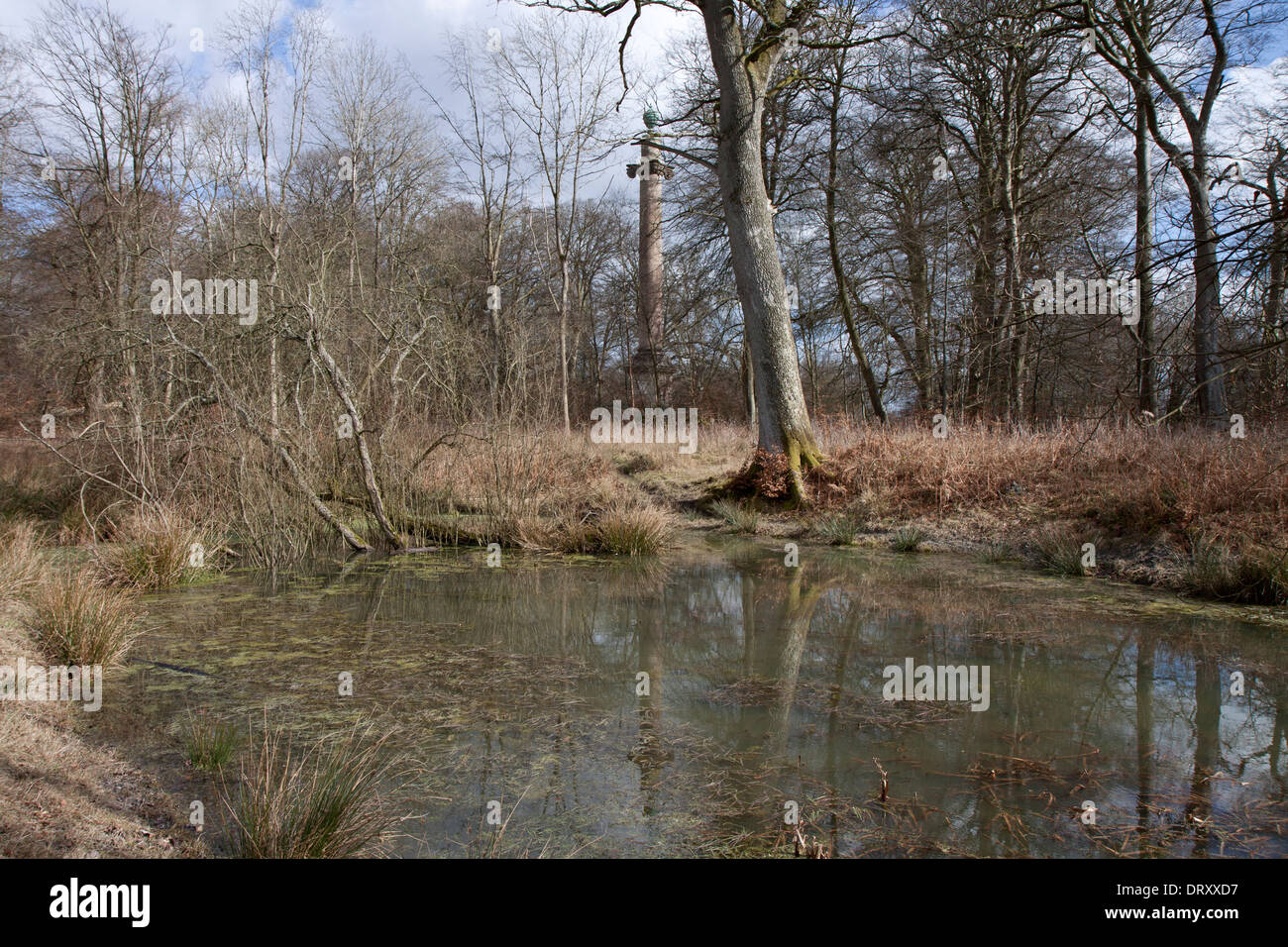 Savernake forest england hi-res stock photography and images - Alamy