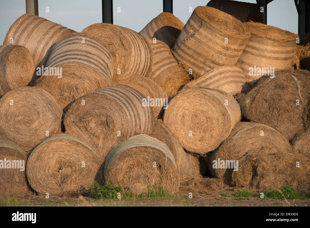 knocked, over, stack, of, round, straw, bales Stock Photo - Alamy