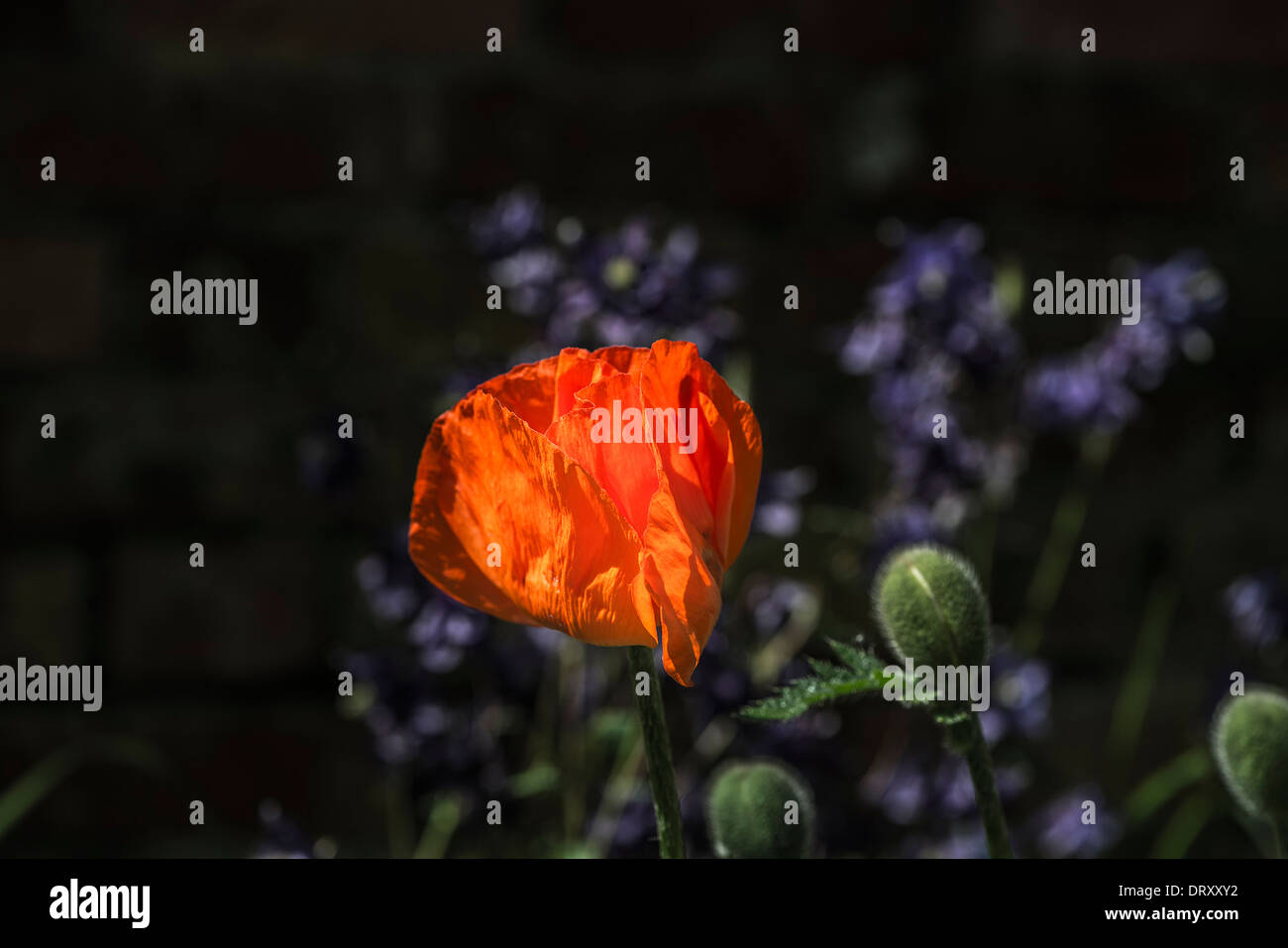 Purple and red poppy hi-res stock photography and images - Alamy