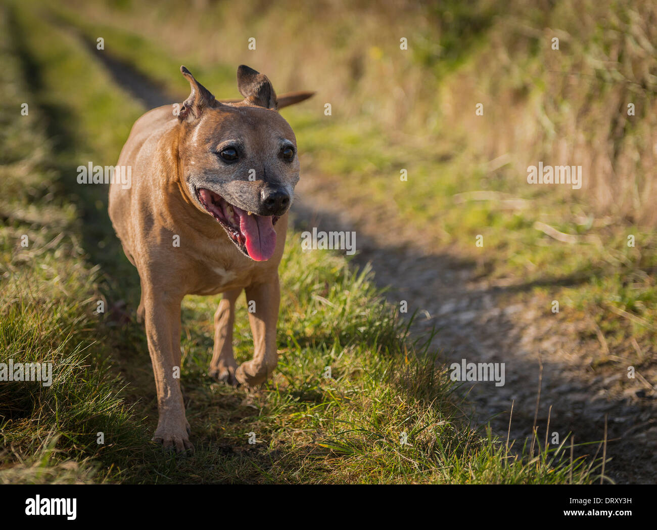 Red staffordshire bull terrier hi-res stock photography and images - Alamy