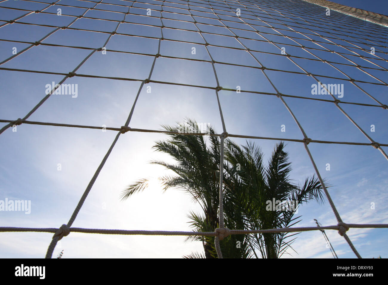 Tropical football ambience with palm tree and net Stock Photo - Alamy