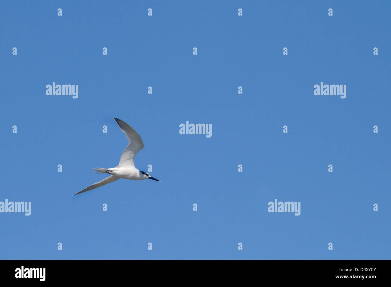 Sandwich Tern (Thalasseus sandvicensis ) in flight Stock Photo - Alamy