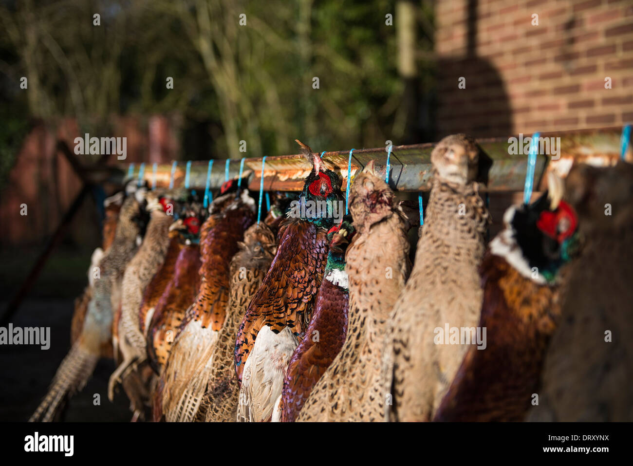 Rack of Pheasants Stock Photo - Alamy