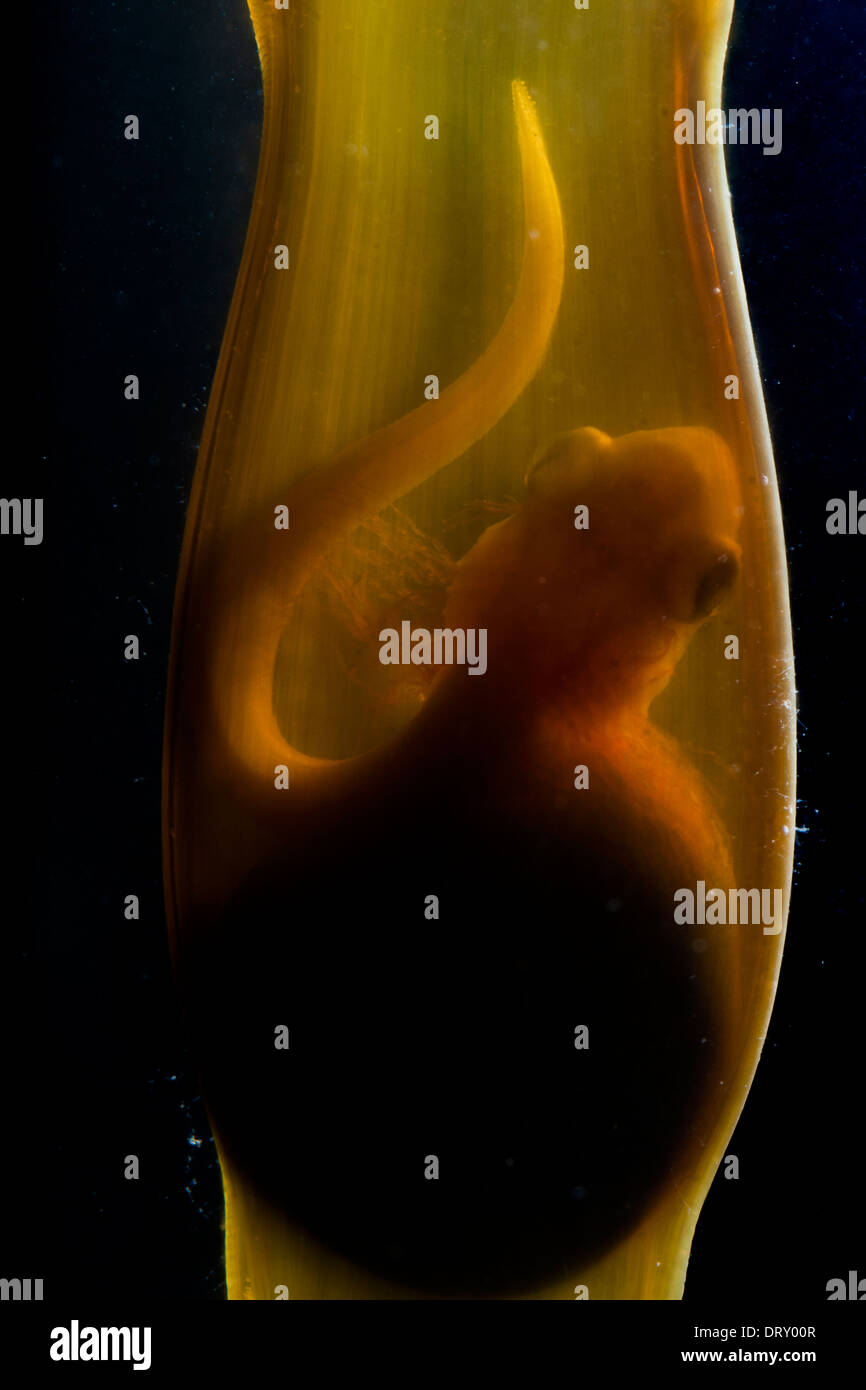 Fish Embryo Vs Human Embryo