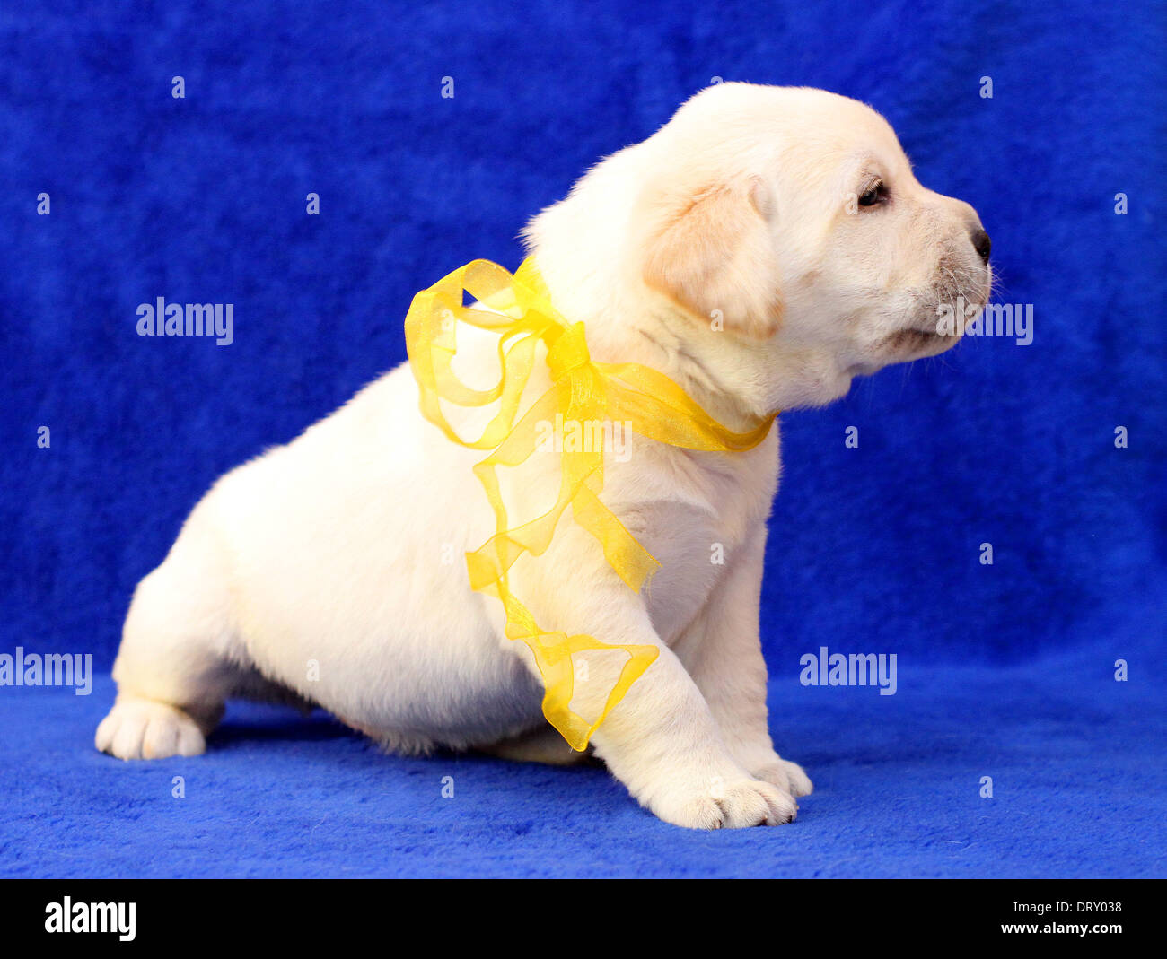 happy yellow labrador puppy laying on blue background Stock Photo - Alamy