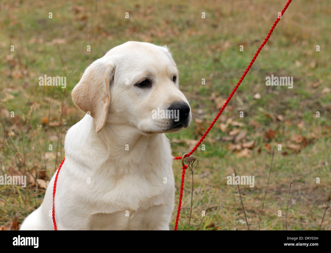 happy yellow labrador puppy portrait Stock Photo - Alamy