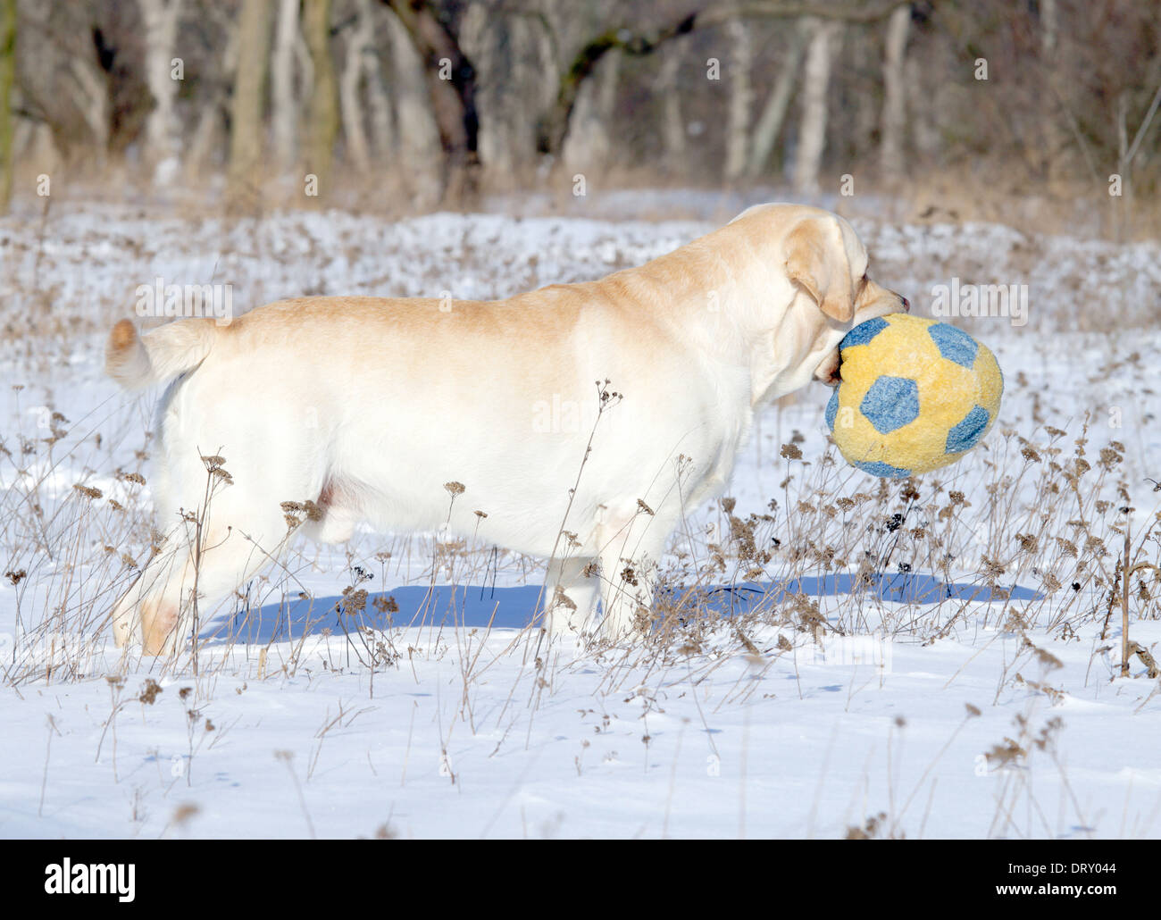 yellow labrador in the snow in winter with a ball Stock Photo - Alamy