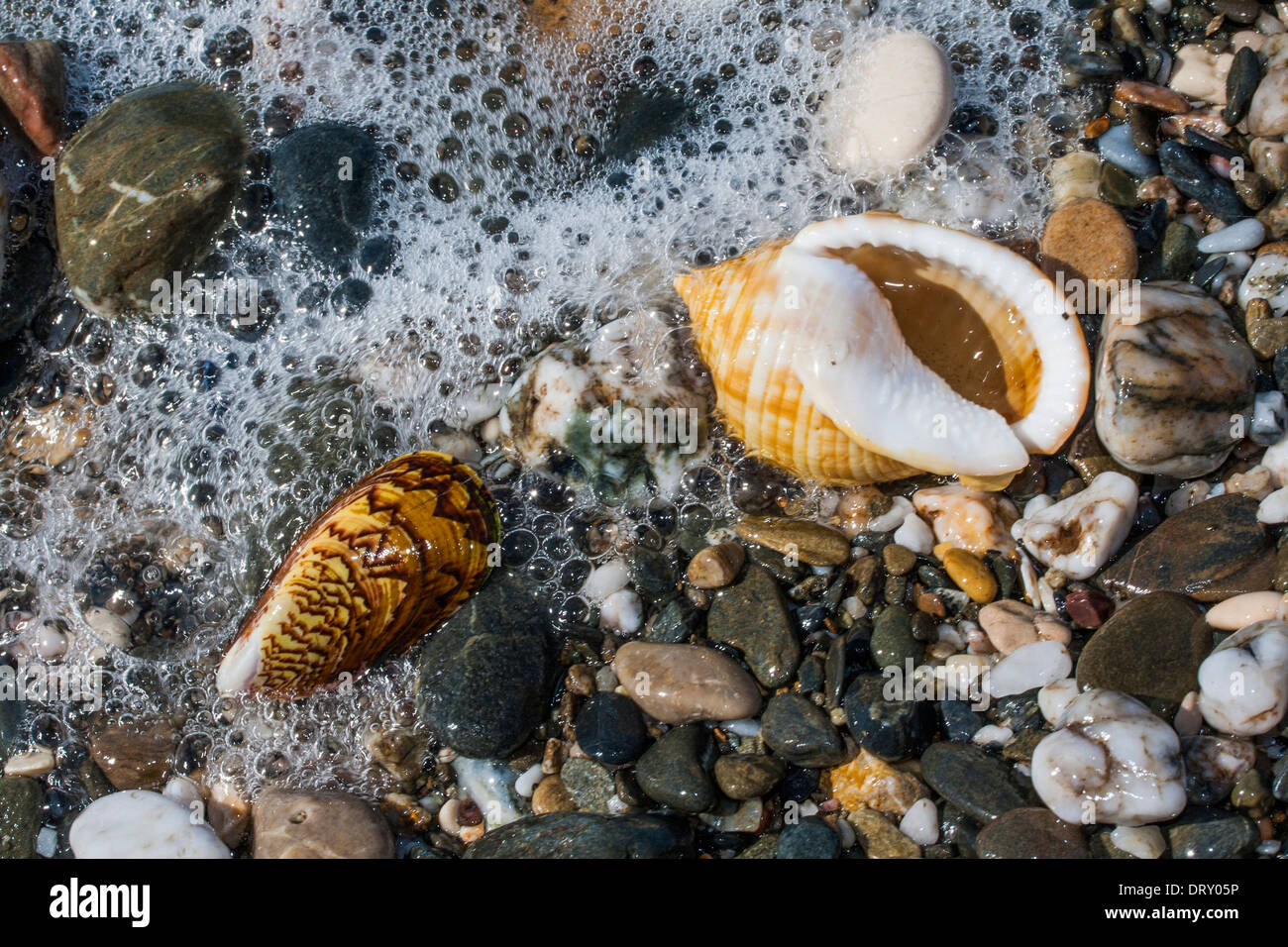the seashore where we can find sea shells and sea foam Stock Photo - Alamy