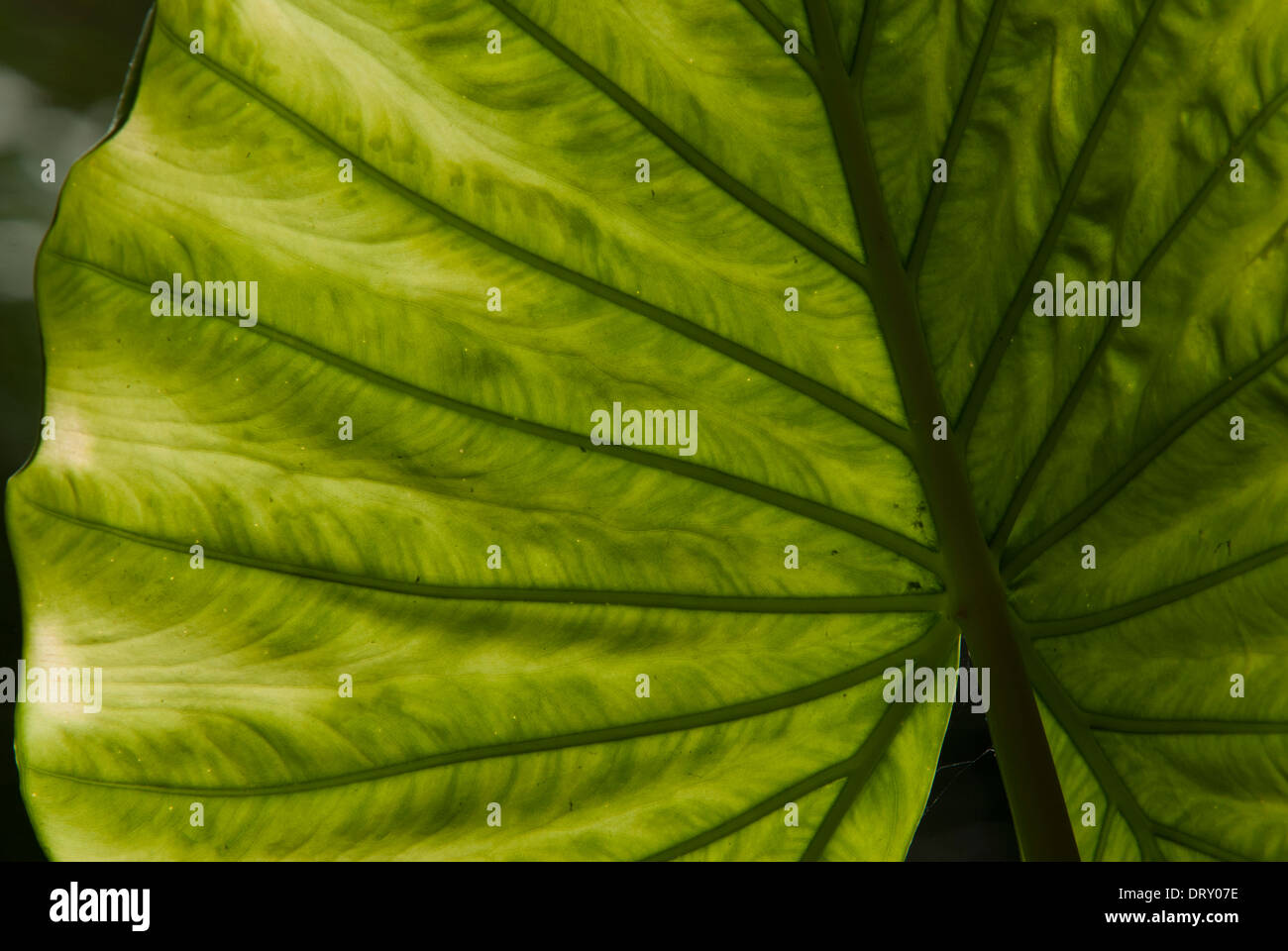 Large, Green Leaf Stock Photo - Alamy