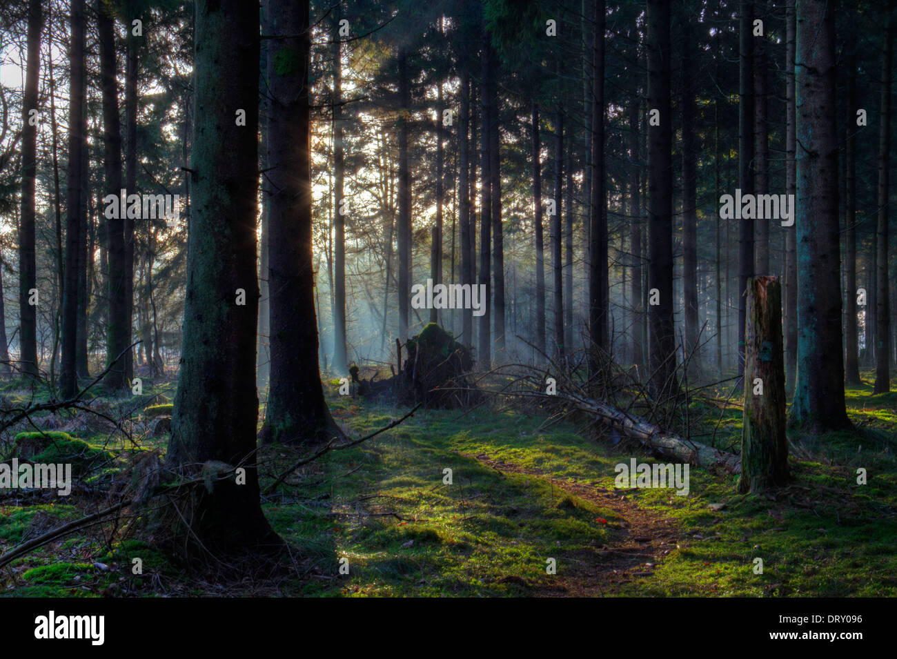 Forest path in a fir forest into the light hi-res stock photography and ...