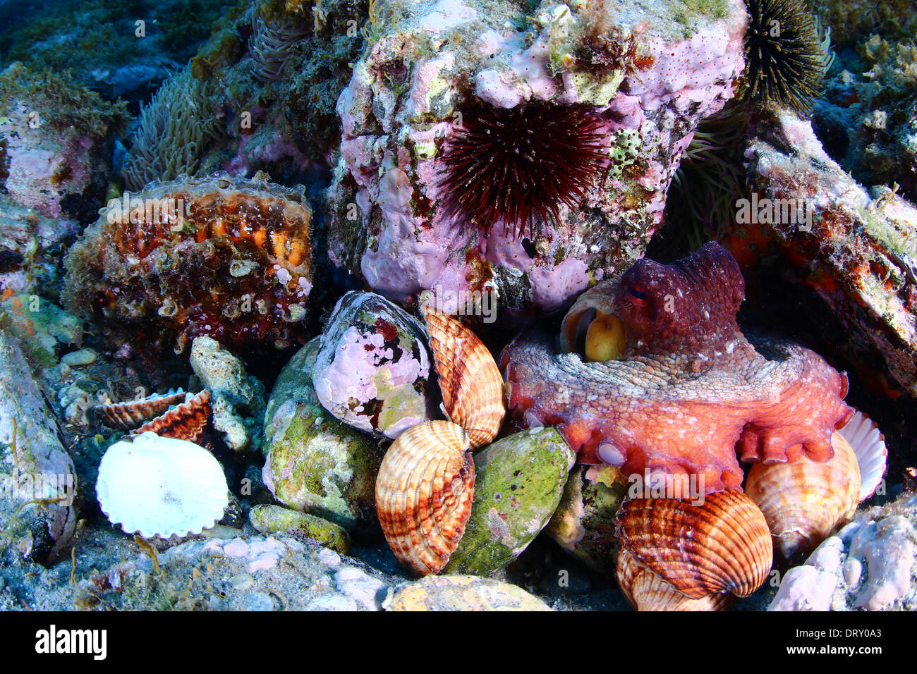 Octopus in its hole where debris accumulates lots of shells to protect ...