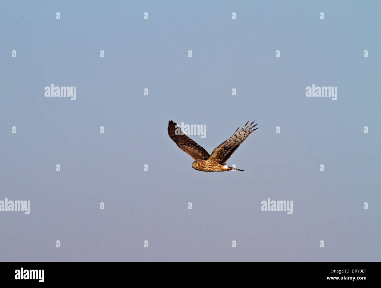 Common buzzard bird hi-res stock photography and images - Alamy