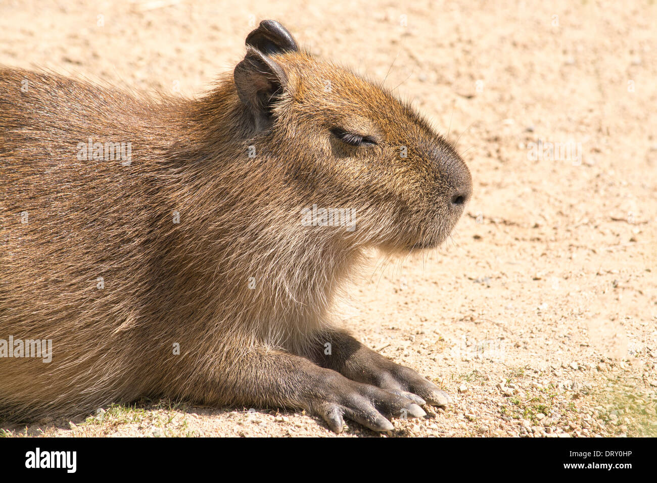 Panama rodent hi-res stock photography and images - Alamy