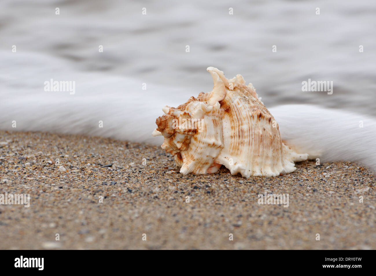The spa shell hi-res stock photography and images - Alamy