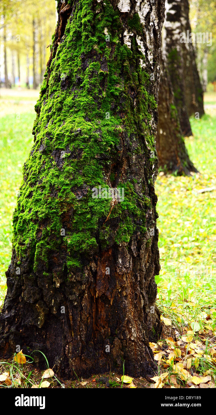 Green moss on birch tree Stock Photo - Alamy