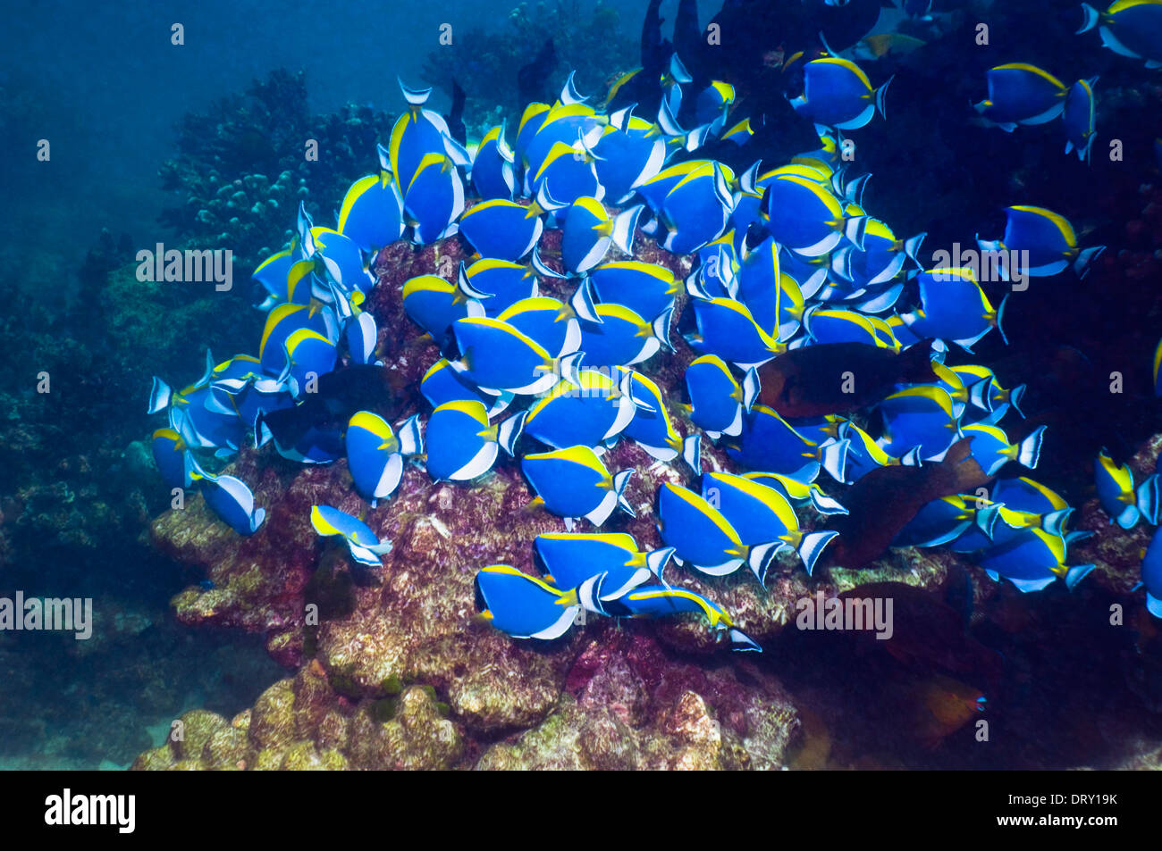 Powder-blue surgeonfish (Acanthurus leucosternon), large school feeding ...