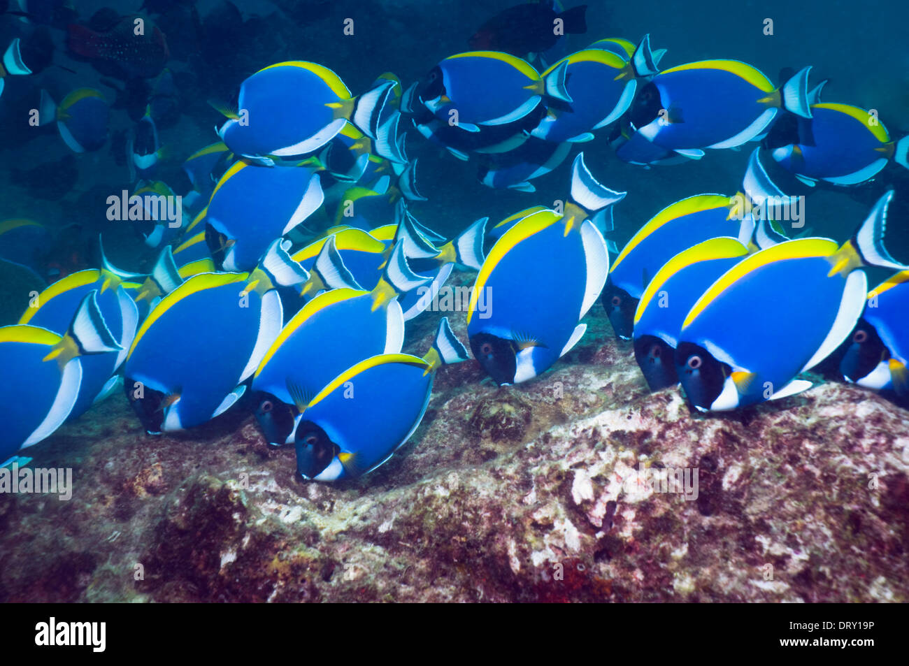 Powder-blue surgeonfish (Acanthurus leucosternon), large school feeding ...