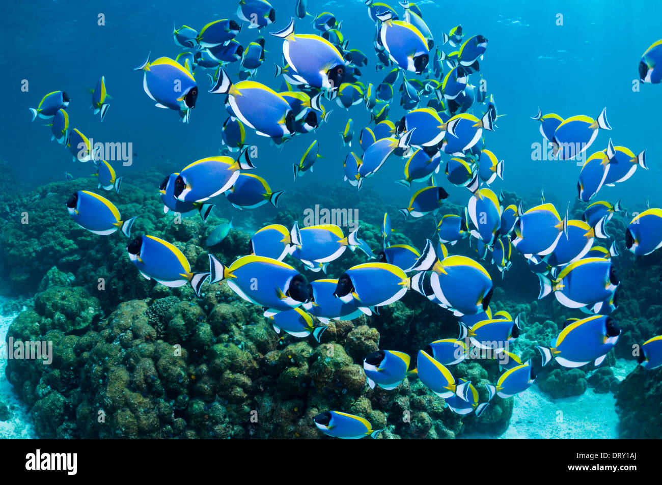 A large school of Powder-blue surgeonfish (Acanthurus leucosternon ...