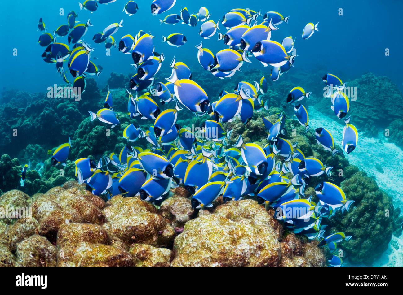 Surgeonfish eating hi-res stock photography and images - Alamy