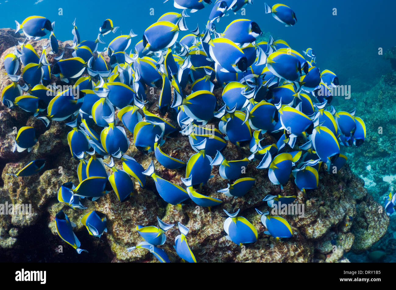 Large school of Powderblue surgeonfish (Acanthurus leucosternon ...