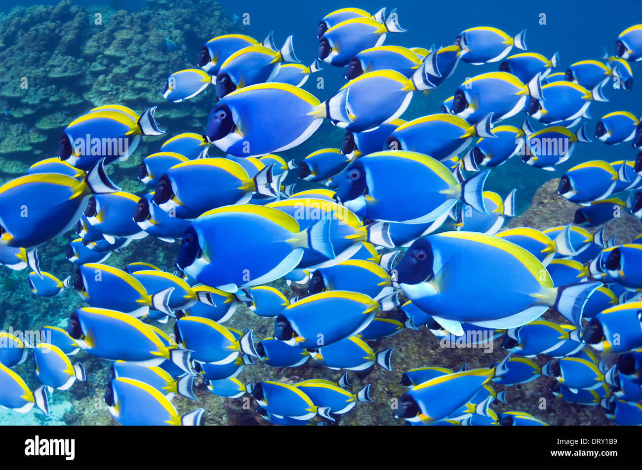 Powderblue tang fish hi-res stock photography and images - Alamy