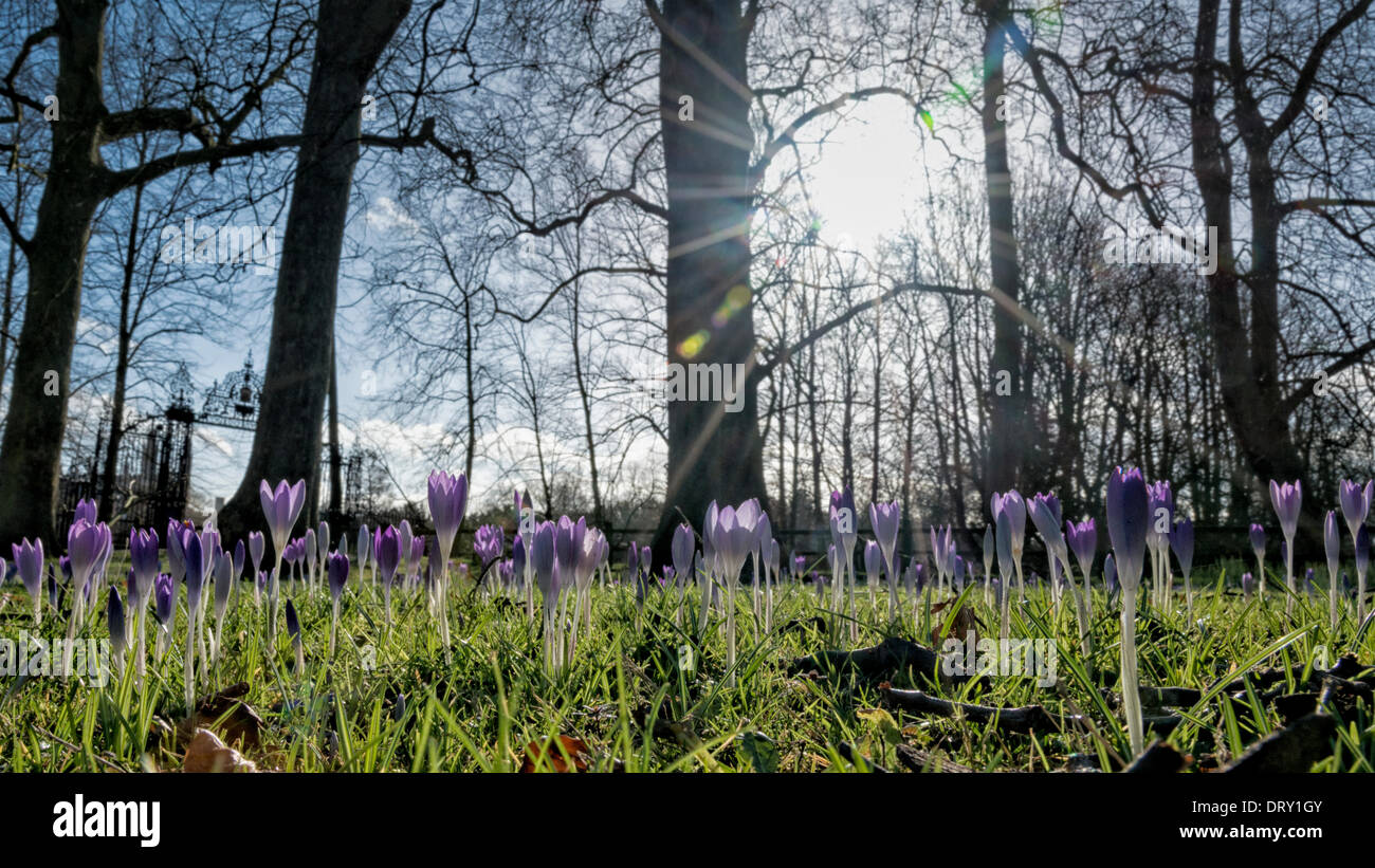 Cambridge, UK. 4th February 2014. Crocuses flower in the sunshine on ...