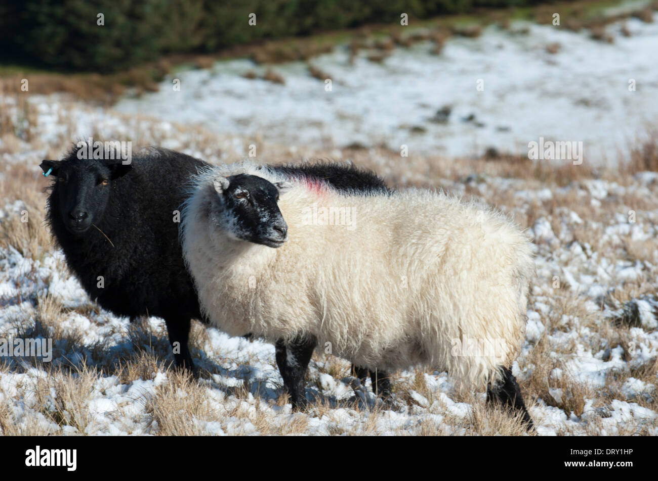Mynydd Epynt, Powys, Wales, UK. 4th February 2014. Sheep wait to be fed ...