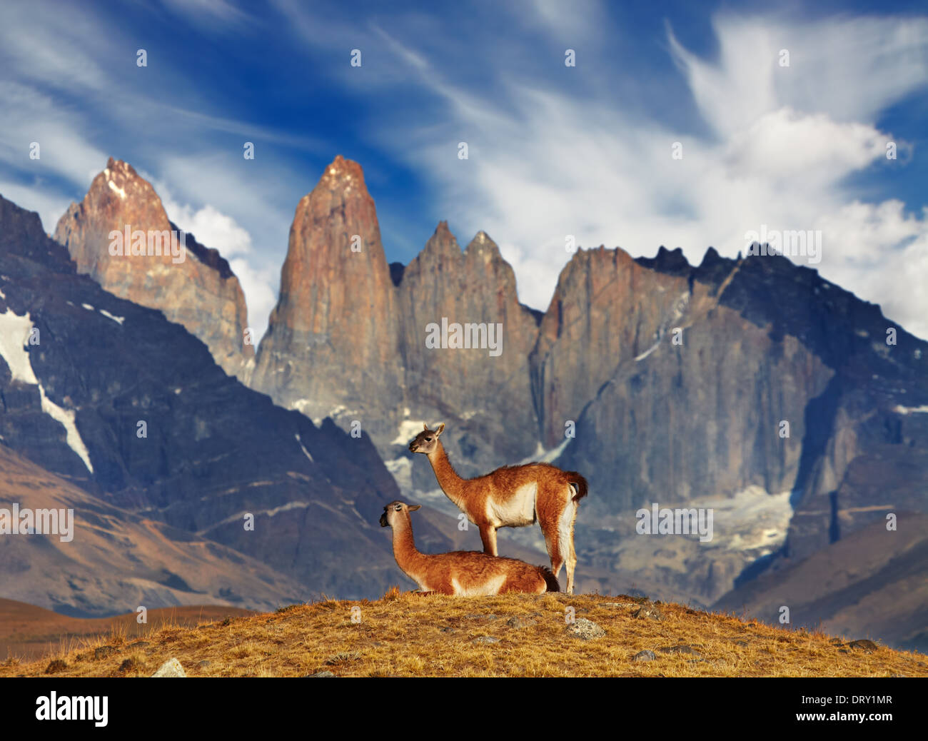 Guanaco in Torres del Paine National Park, Patagonia, Chile Stock Photo ...