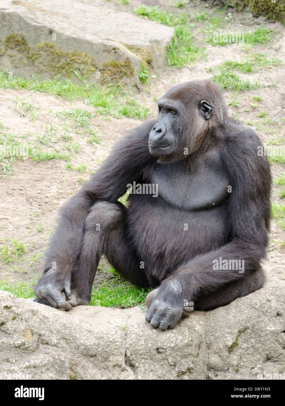 Chest hairy portrait hi-res stock photography and images - Alamy