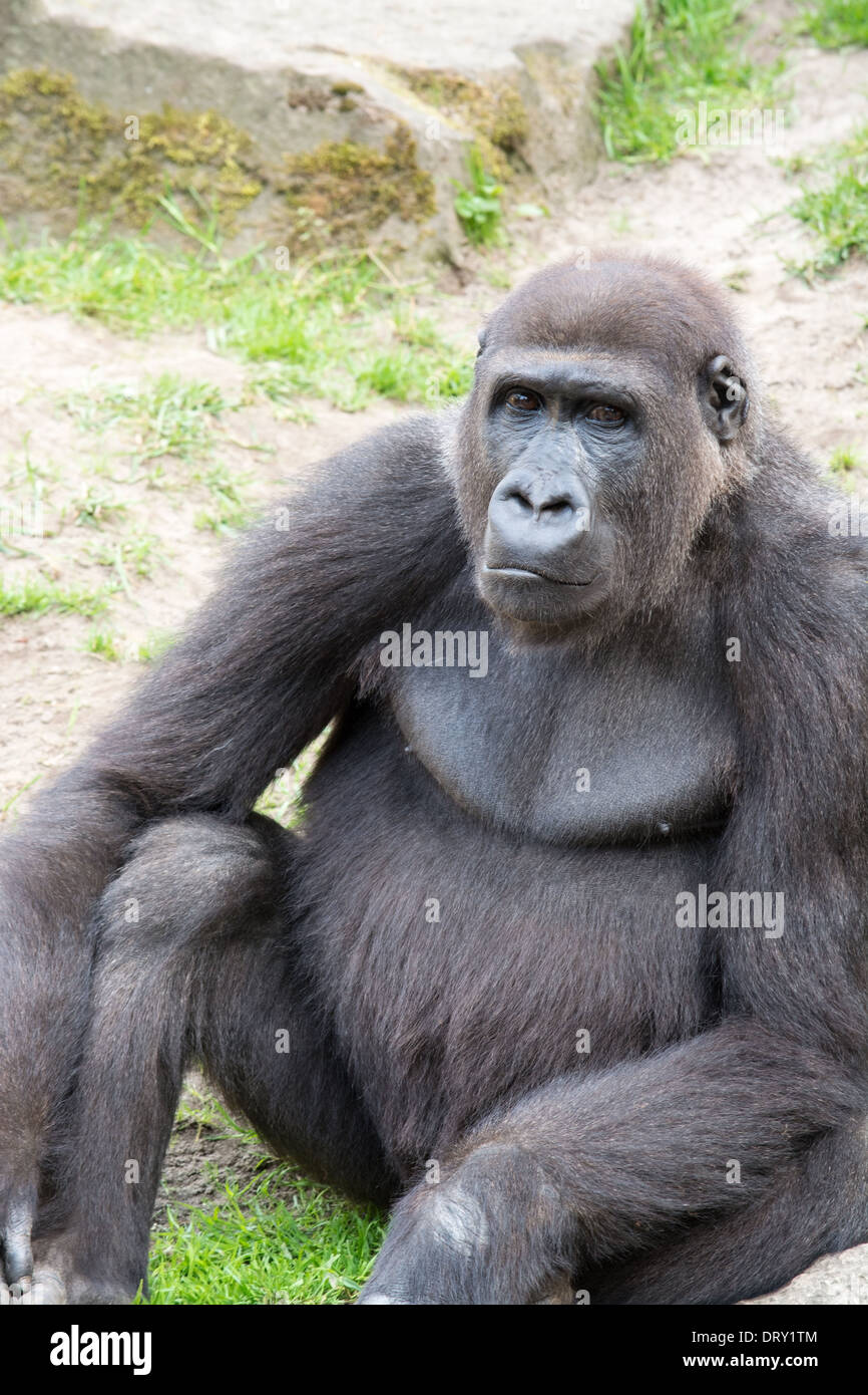 Male silverback gorilla, single mammal on grass Stock Photo - Alamy