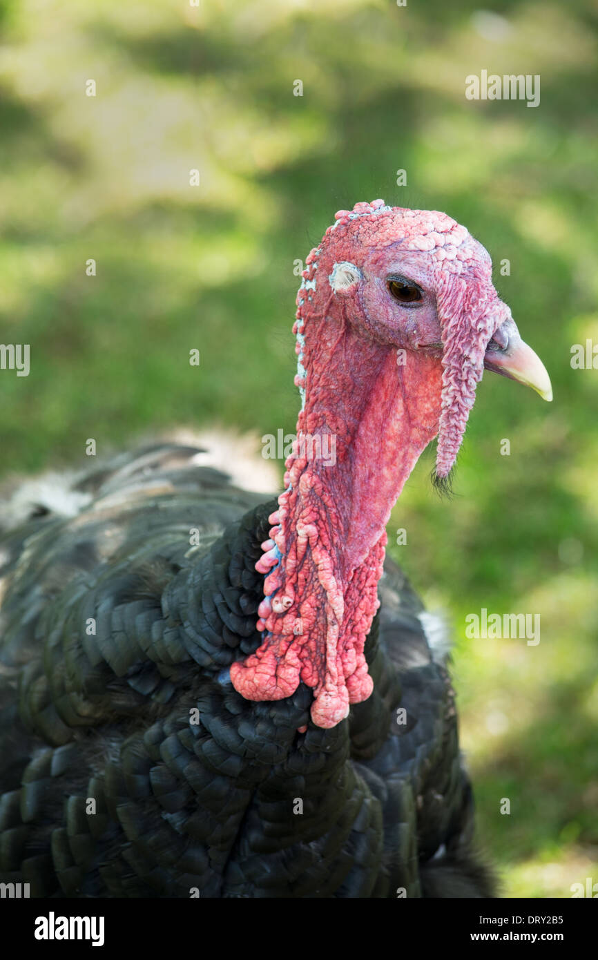 The turkey is a large bird in the Meleagris genus, which is native to ...