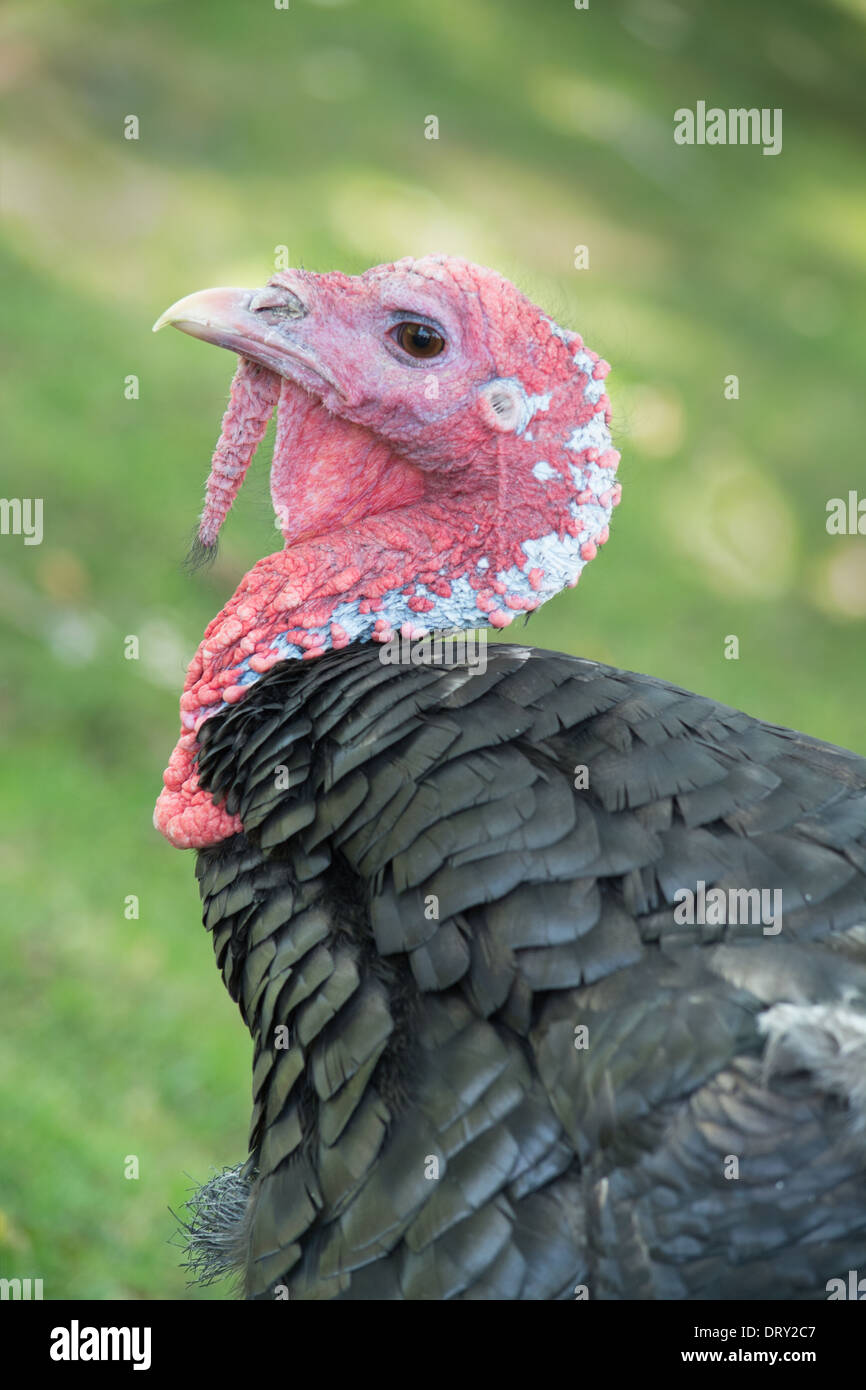 The turkey is a large bird in the meleagris genus hi-res stock ...