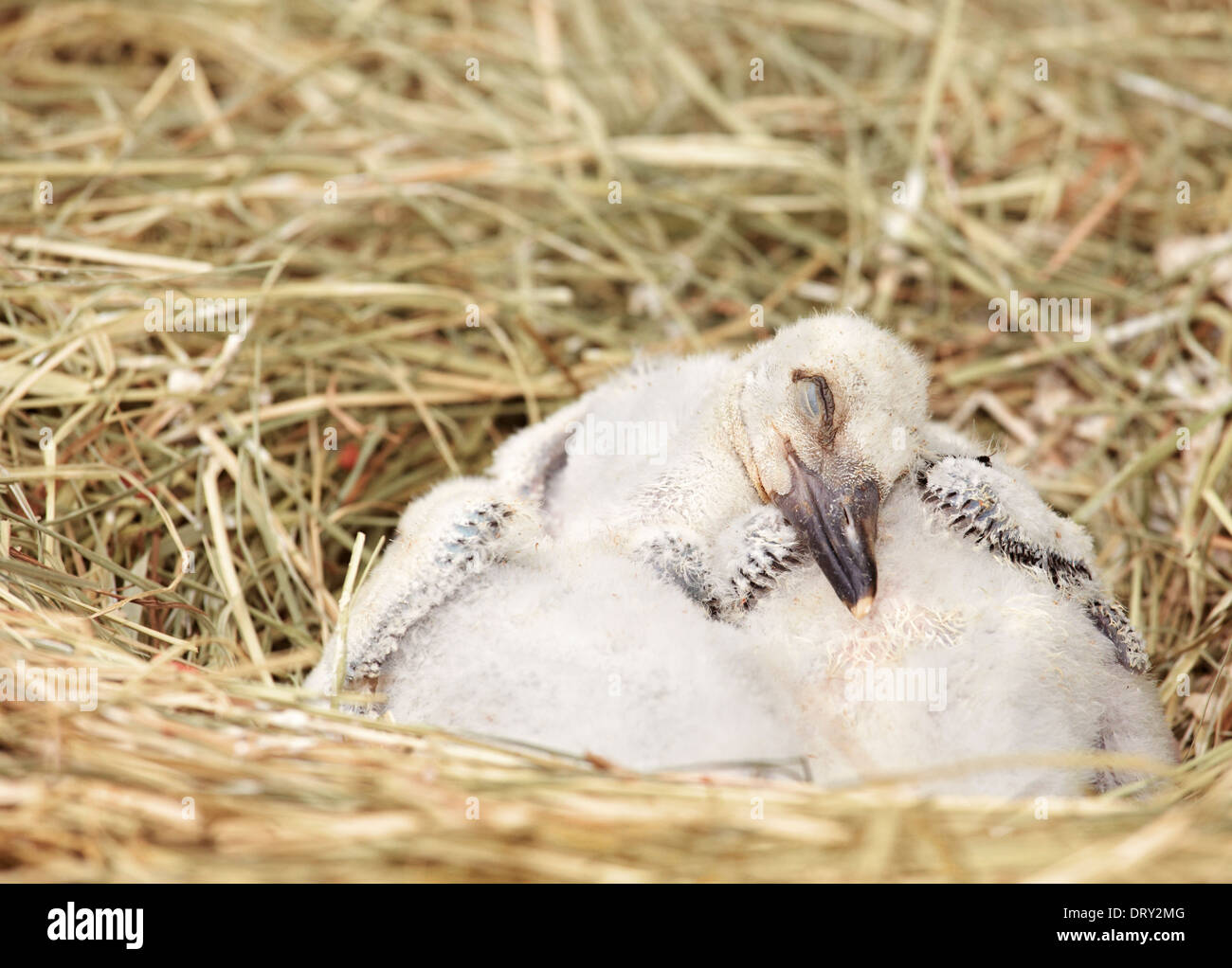 Baby with stork hi-res stock photography and images - Alamy