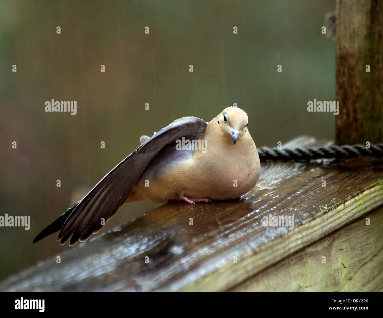 Columbia, South Carolina, USA. 2nd Mourning dove making the best of the ...