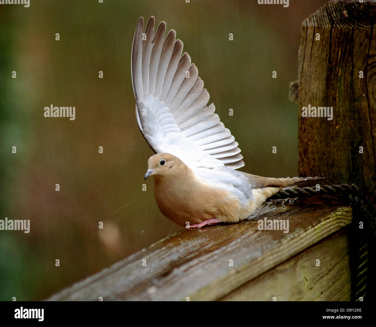 Columbia, South Carolina, USA. 2nd Mourning dove making the best of the ...