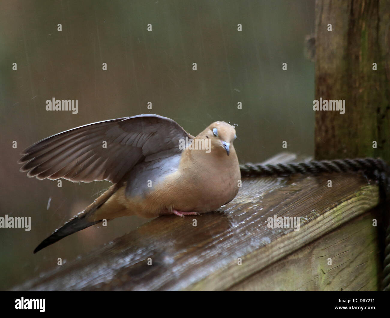 Columbia, South Carolina, USA. 2nd Mourning dove making the best of the ...